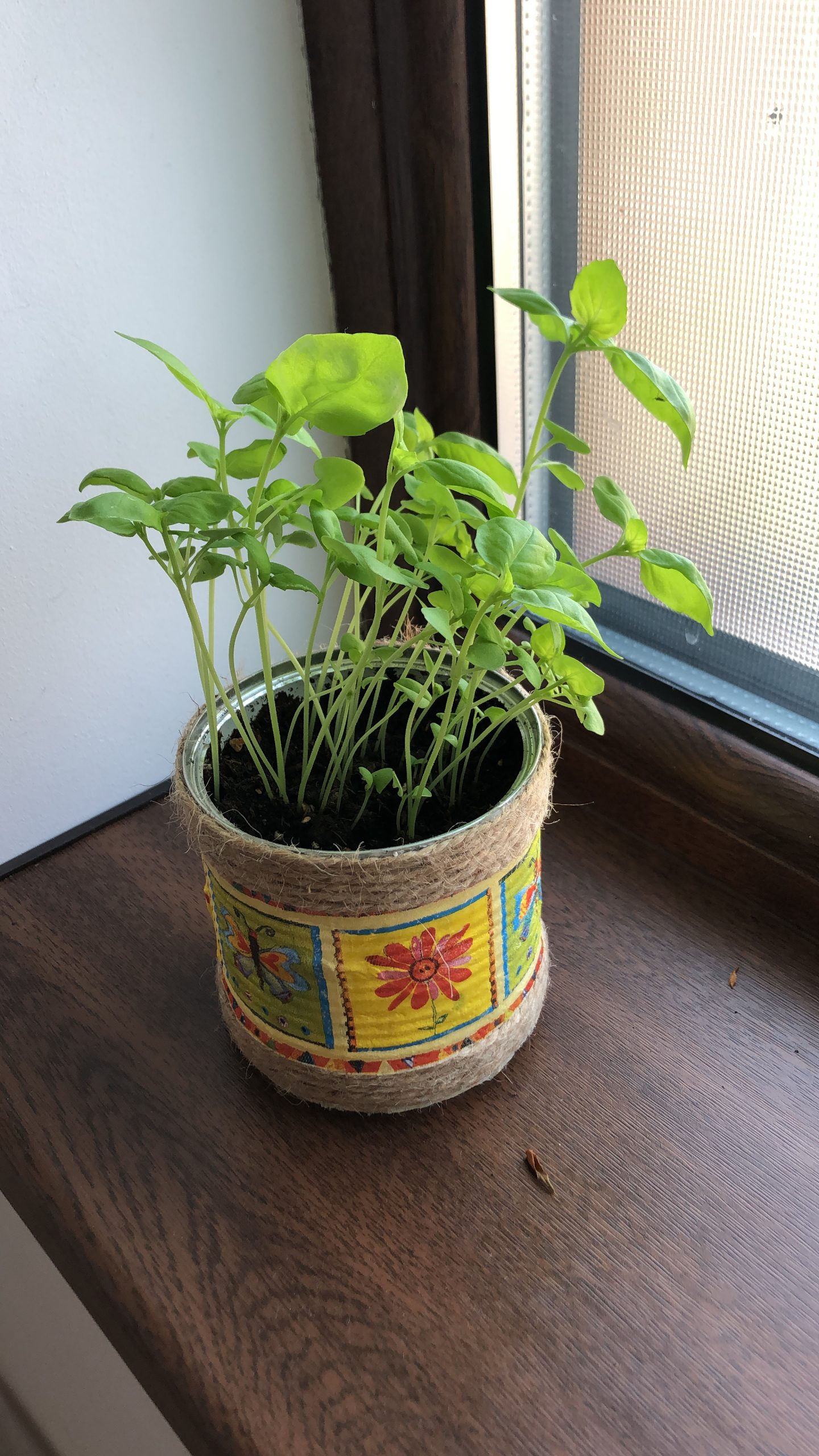 Ghiveci cu Busuioc - Creioane Colorate